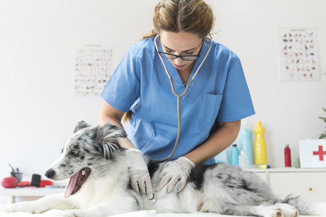 Auxiliar de Veterinaria - Institución Badra - Capacitaciones oficiales ...